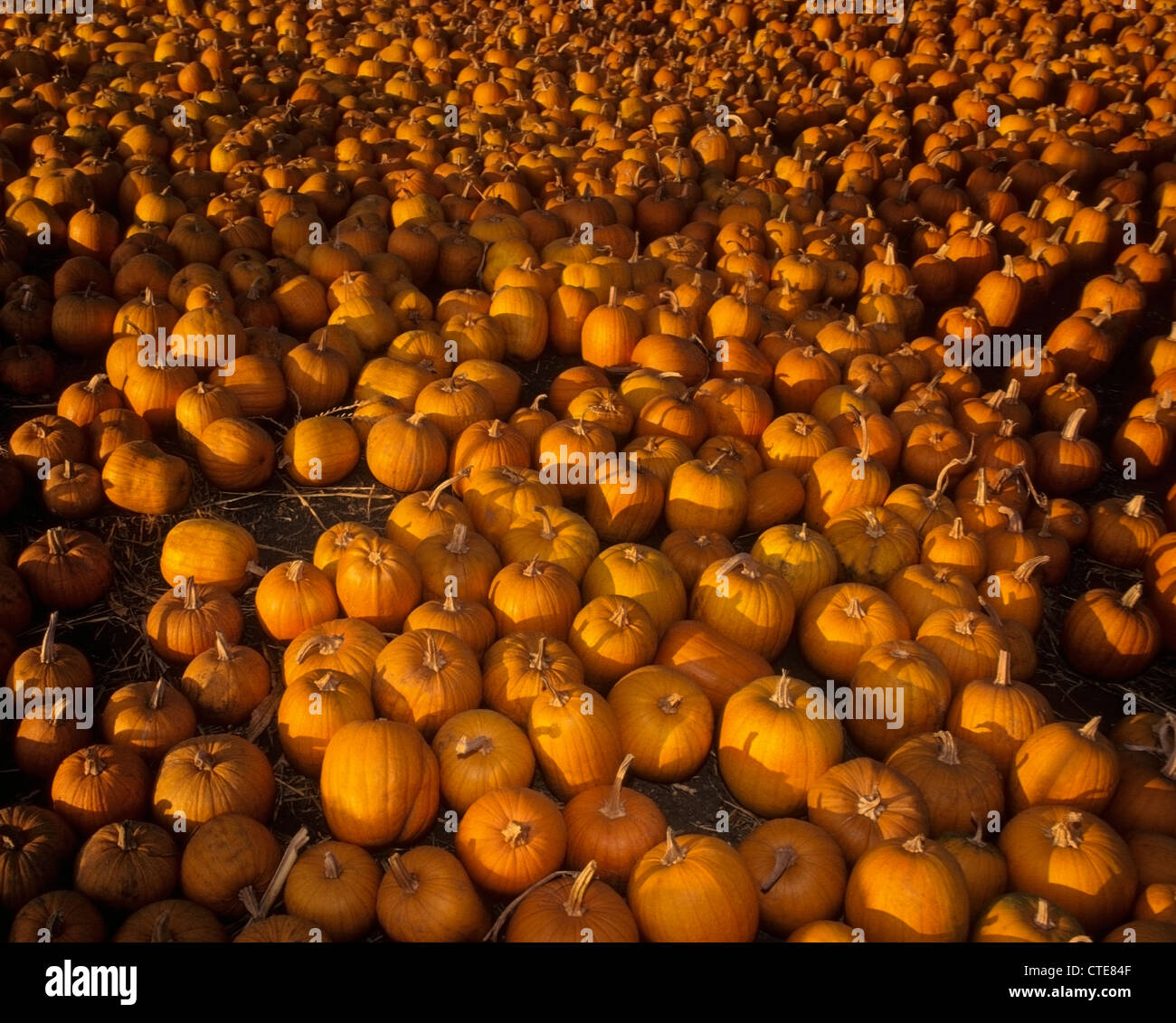 The harvest of pumpkins (Cucurbita pepo) occurs in the fall and ...