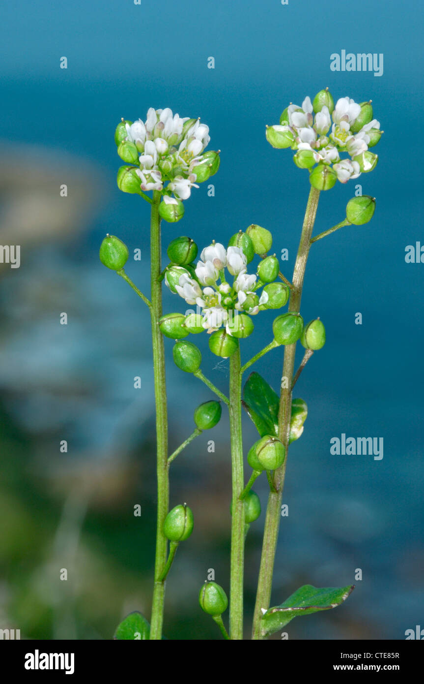 COMMON SCURVYGRASS Cochlearia officinalis (Brassicaceae Stock Photo - Alamy