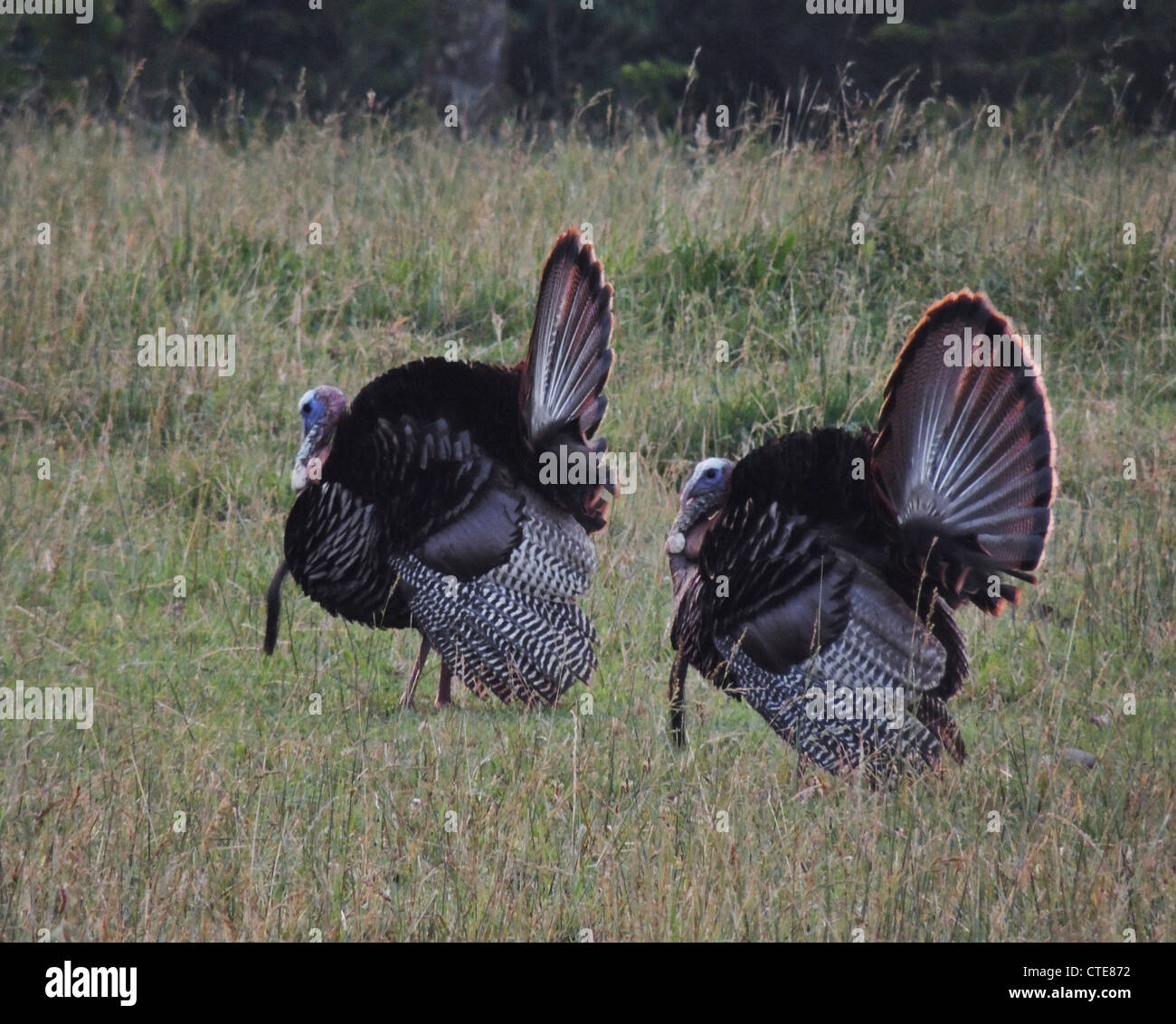 Male Turkey (Meleagris gallopavo) strut during the spring mating season ...