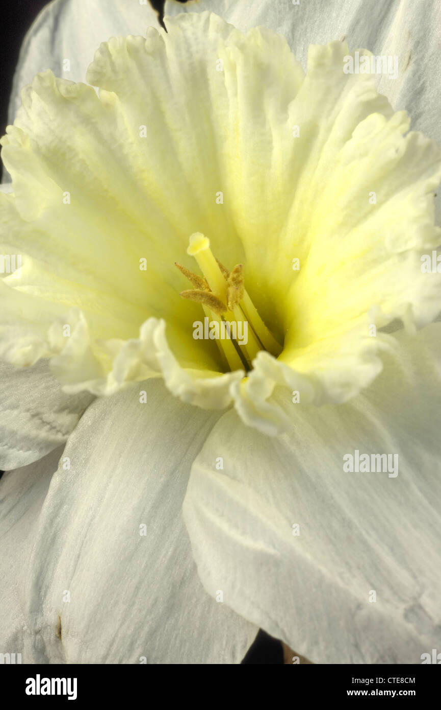 Close up of a narcissus flower Stock Photo - Alamy