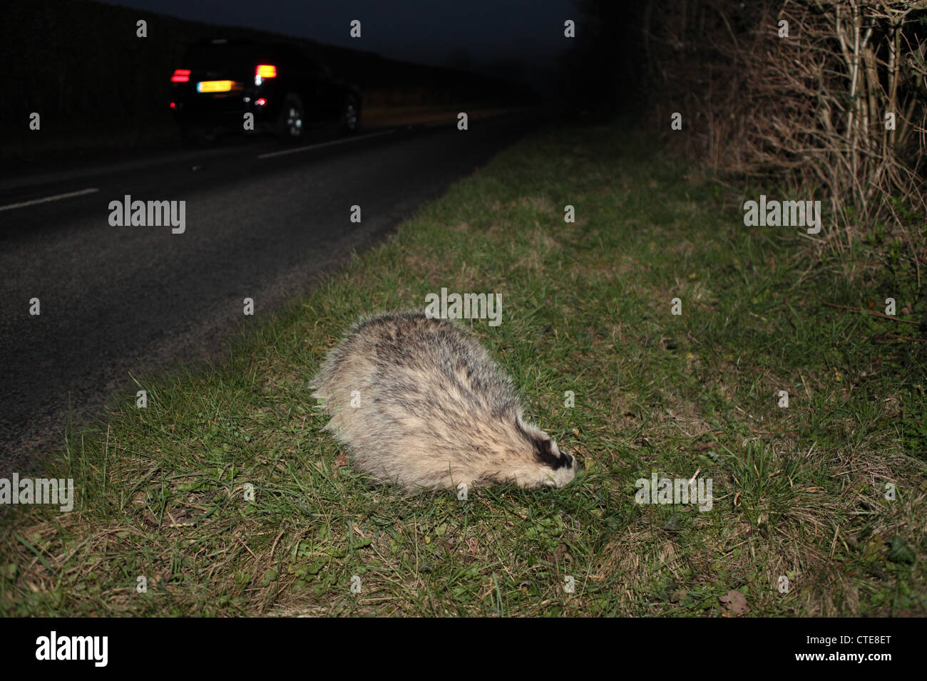 Dead badger lies by the roadside. Another badger victim of a road ...