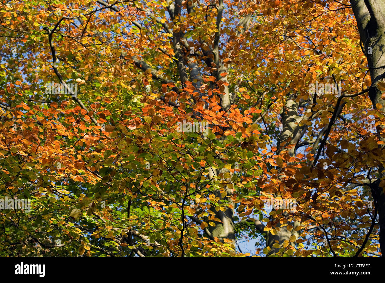 Beech Tree with leaves Autumn Poynton Cheshire England Stock Photo - Alamy