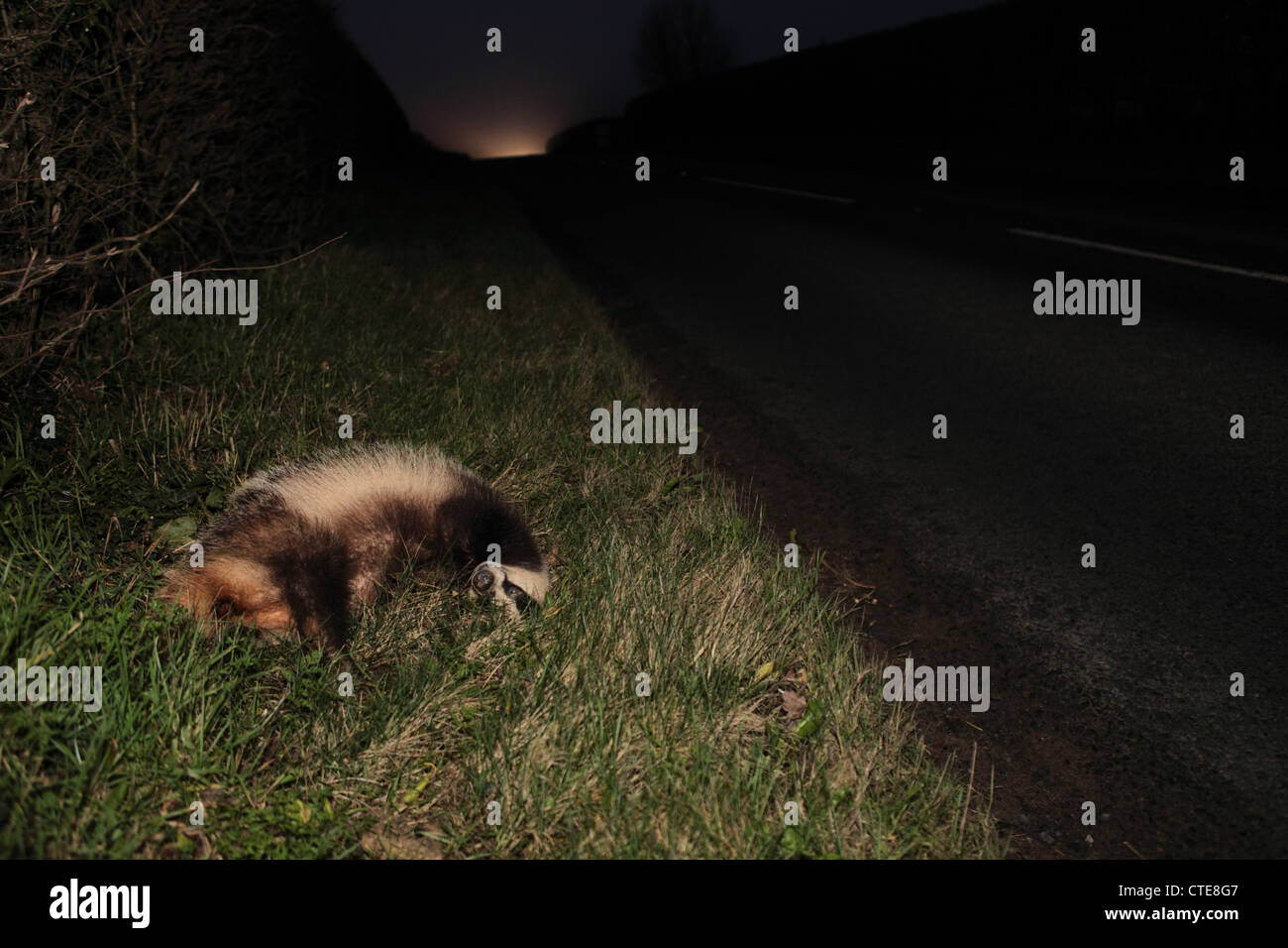 Dead badger lies by the roadside. Another badger victim of a road ...