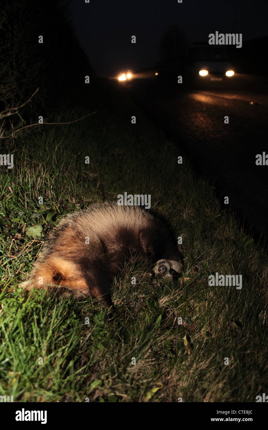 Badger Attack Victim