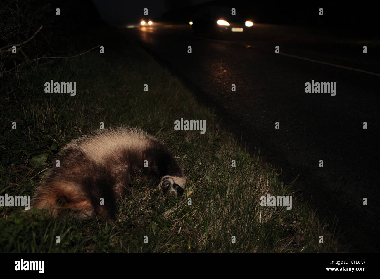 Dead badger lies by the roadside. Another badger victim of a road ...