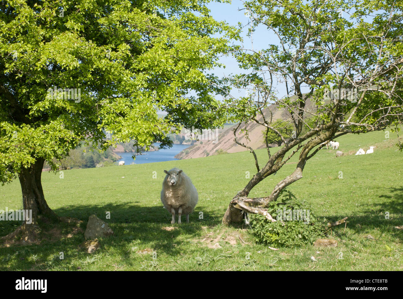 Welsh sheep farmer hi-res stock photography and images - Alamy