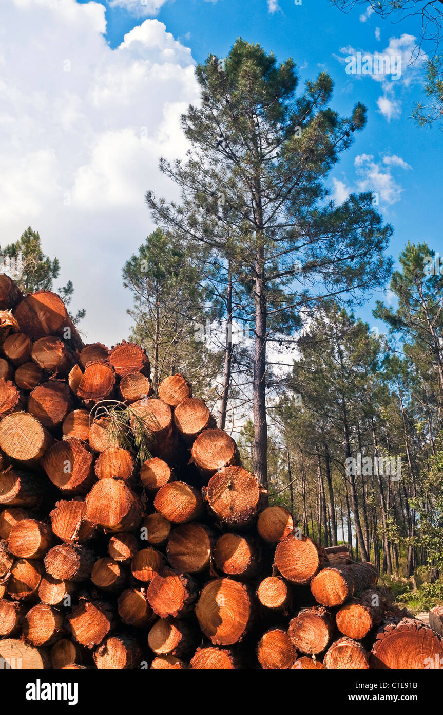Pile of felled tree logs in Pine forest - France Stock Photo - Alamy