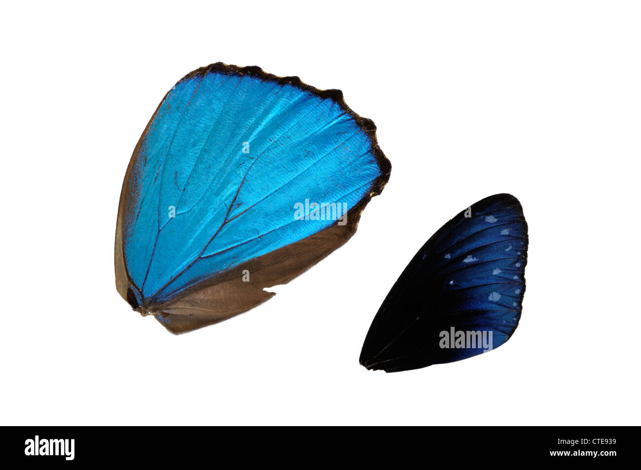 Structural coloration morpho hi-res stock photography and images - Alamy