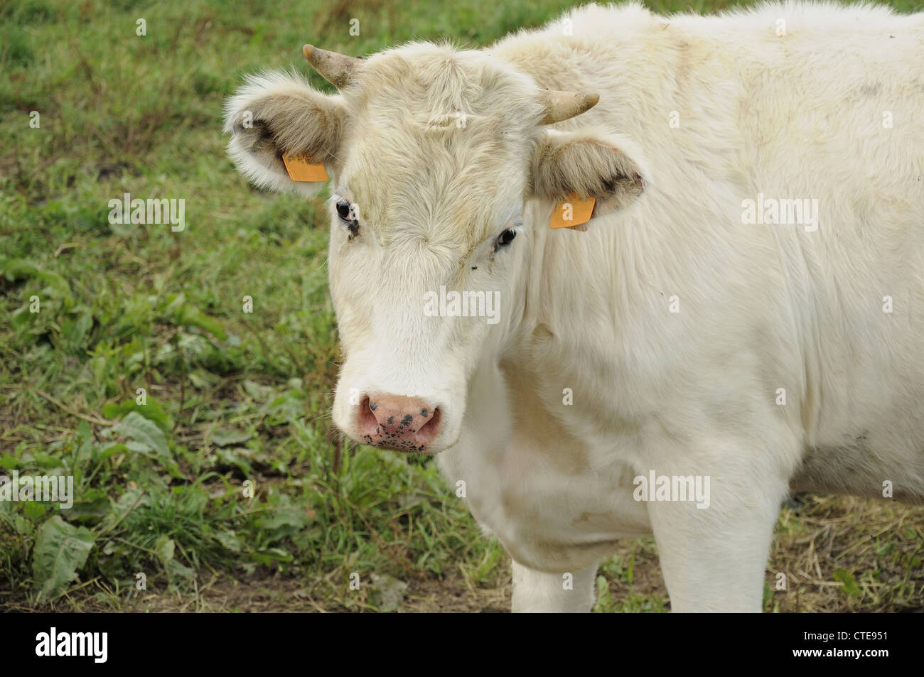 white calf, Ardennes Stock Photo - Alamy