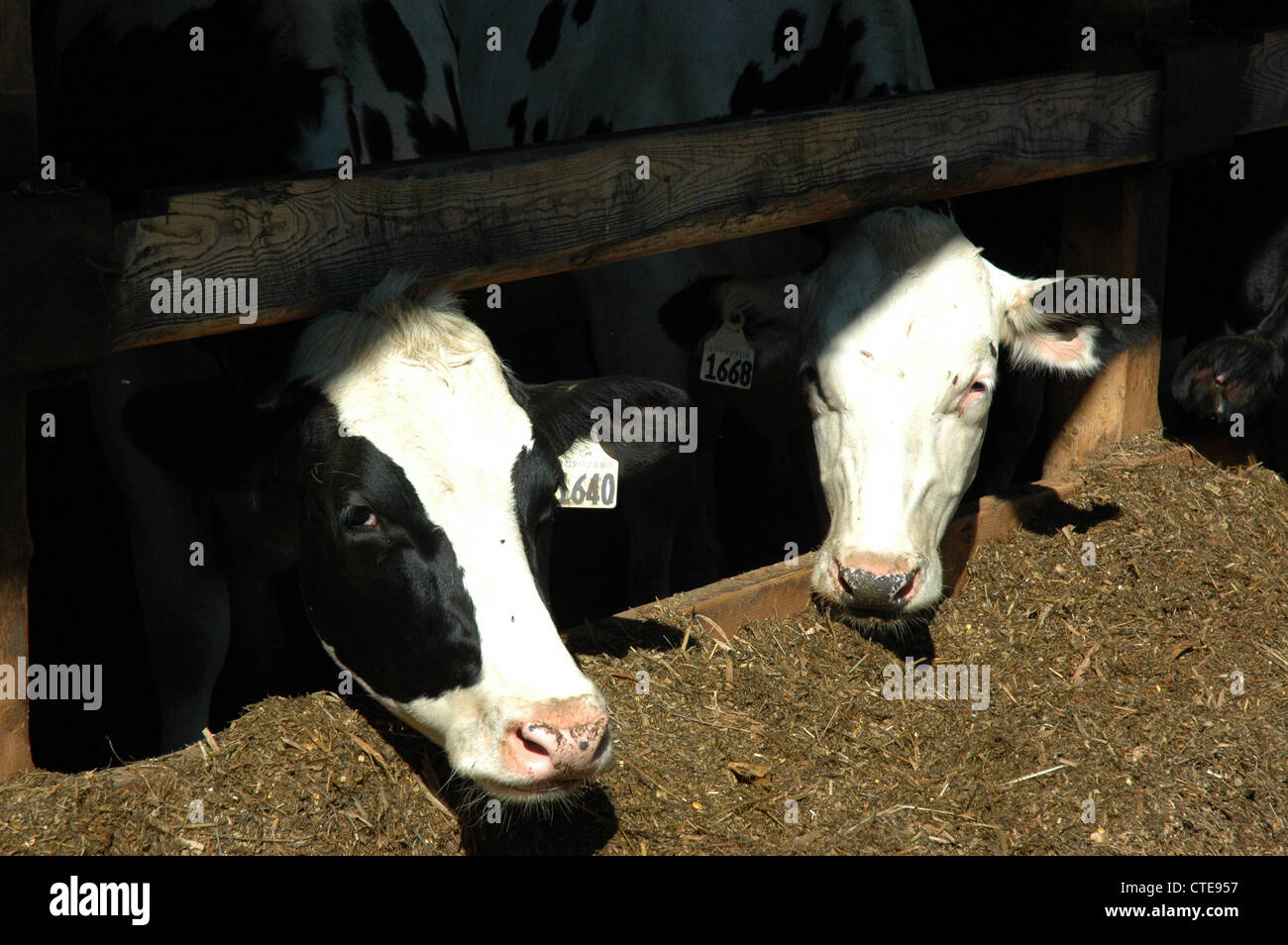 Two cows and a manger Stock Photo - Alamy