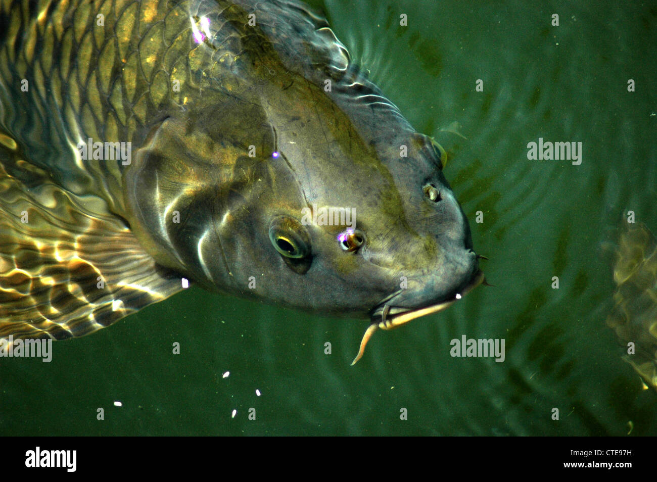 Brown carp hi-res stock photography and images - Alamy