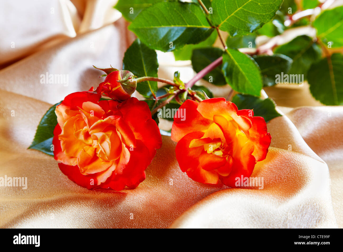 Red roses clean hi-res stock photography and images - Alamy