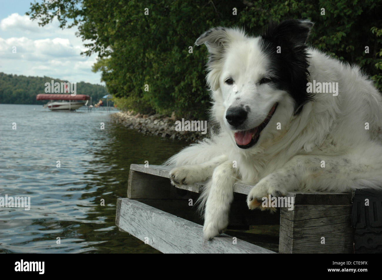 Boat dog collie hi-res stock photography and images - Alamy