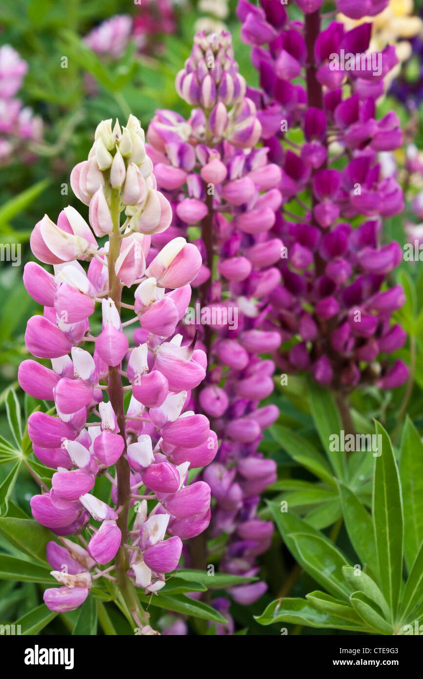 Lupins, Lupinus, flowers Stock Photo - Alamy