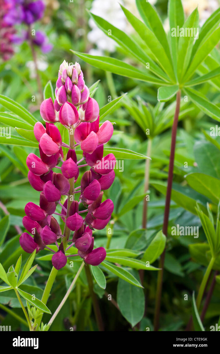 Lupins, Lupinus, flowers Stock Photo - Alamy