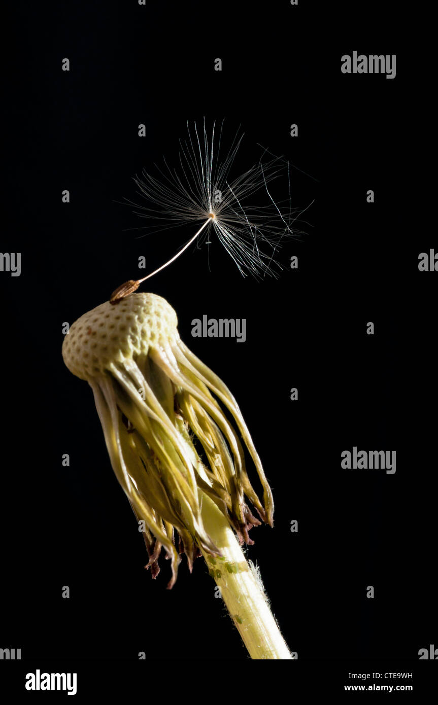 Dandelion seed design hi-res stock photography and images - Alamy