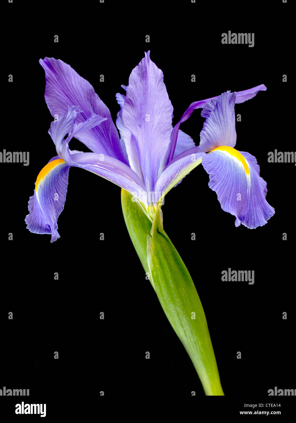 Violet iris on black background Stock Photo - Alamy