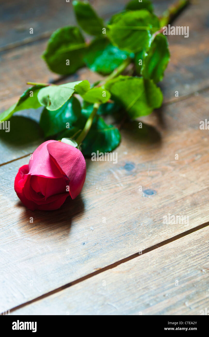 Single red rose Stock Photo - Alamy