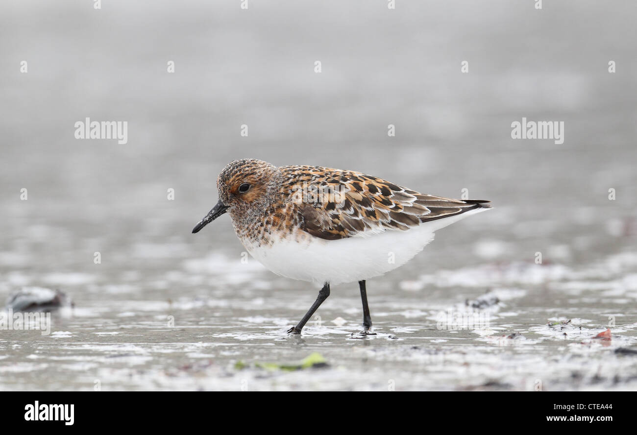 Sanderling Calidris alba in summer breeding plumage Shetland Scotland ...