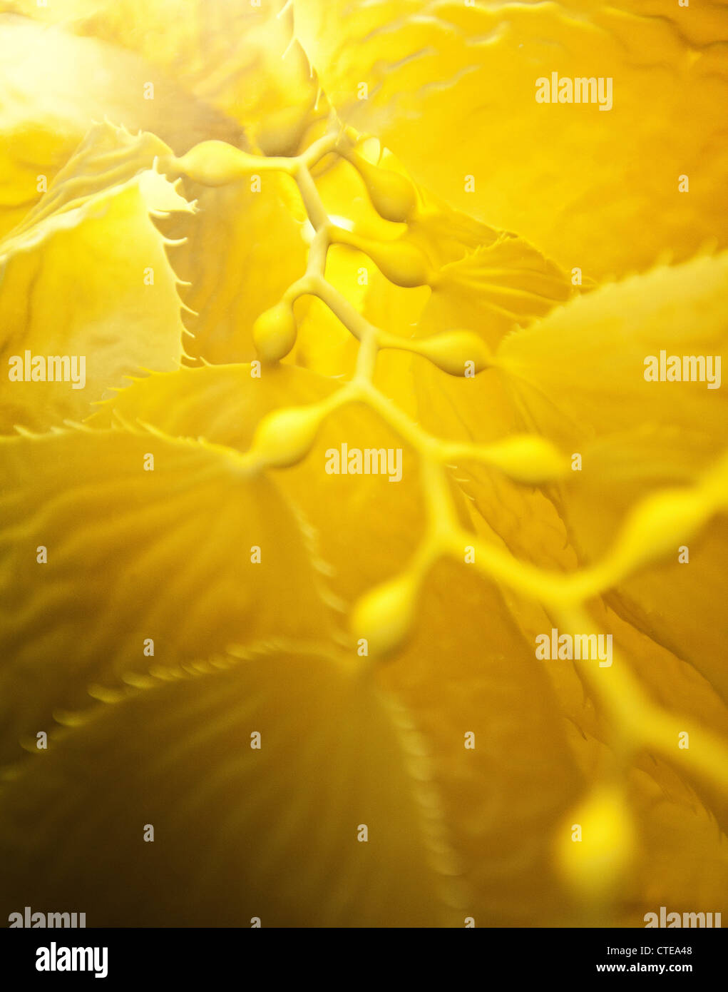 Kelp strand grows up into the light Stock Photo - Alamy