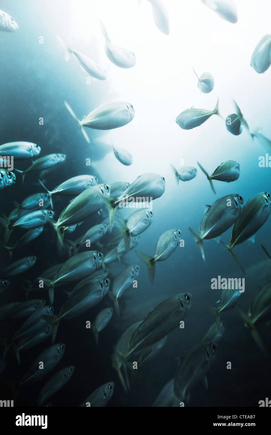 School of fish swim up towards the light Stock Photo - Alamy