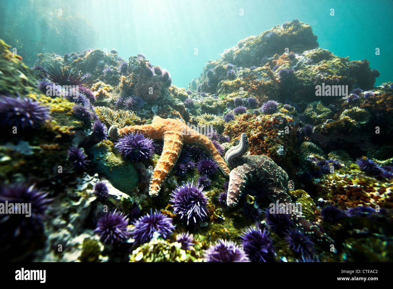 Starfish at Santa Cruz Island, CA Stock Photo - Alamy
