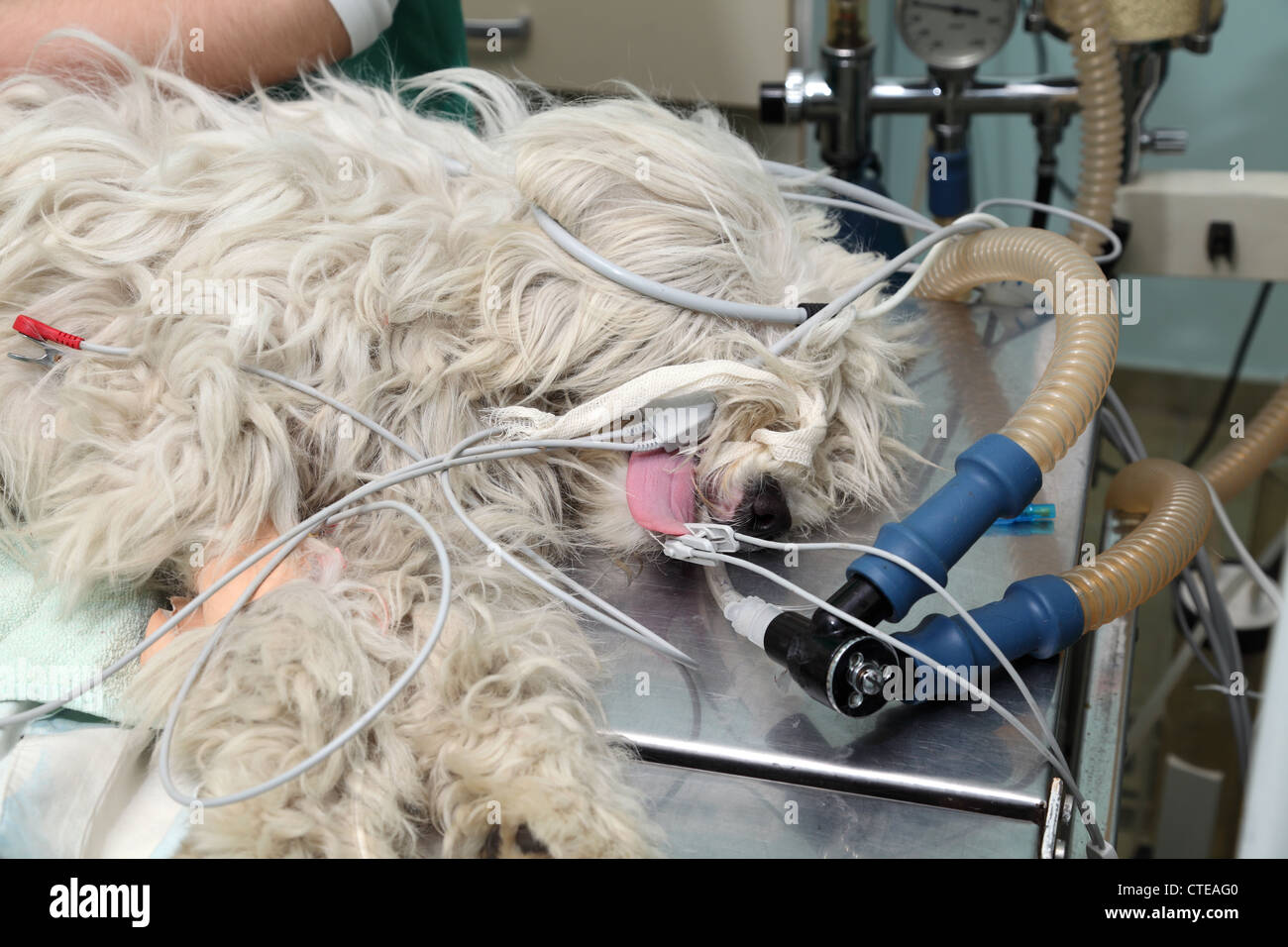 Anesthetic Stock Photos & Anesthetic Stock Images - Alamy