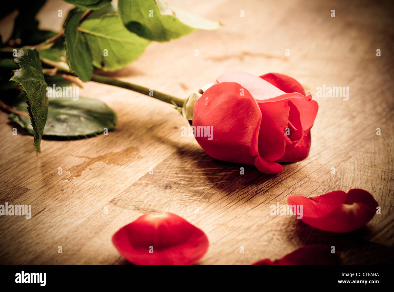 Single red rose Stock Photo - Alamy