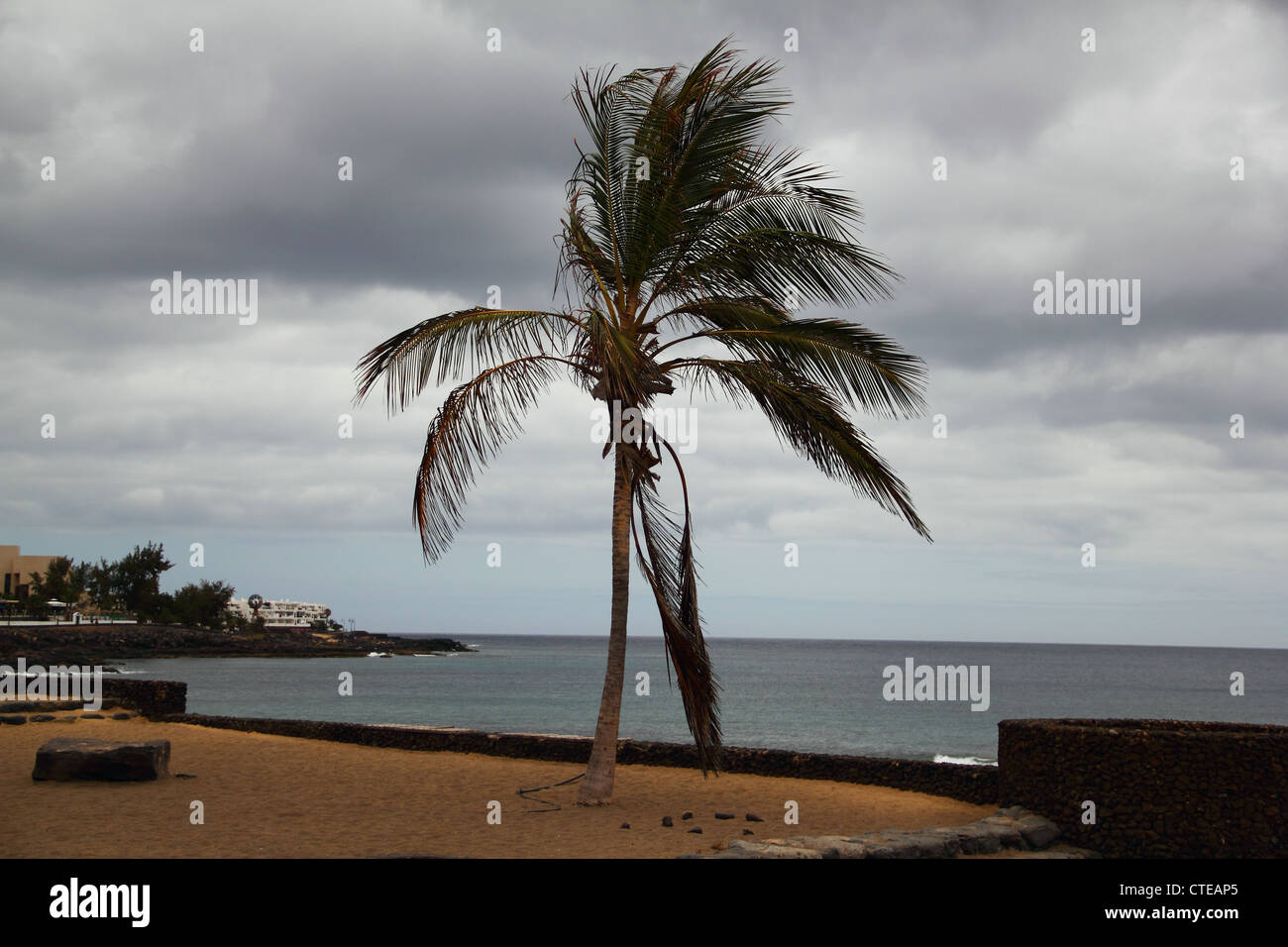 palm tree on beach Stock Photo - Alamy