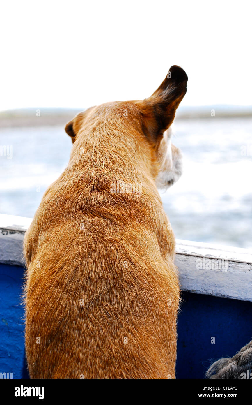 Ear flapping hi-res stock photography and images - Alamy