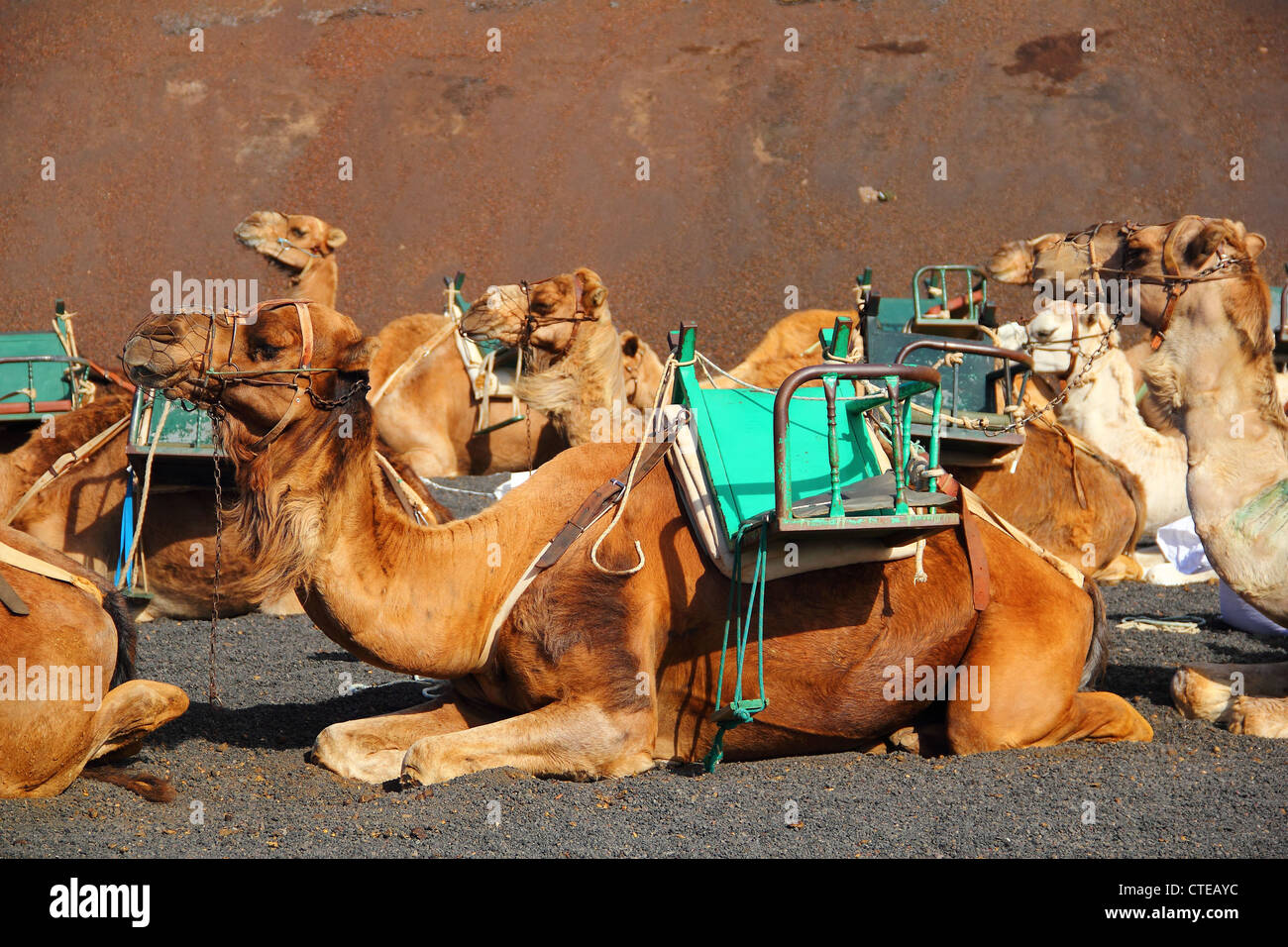 Camel seats hi-res stock photography and images - Alamy
