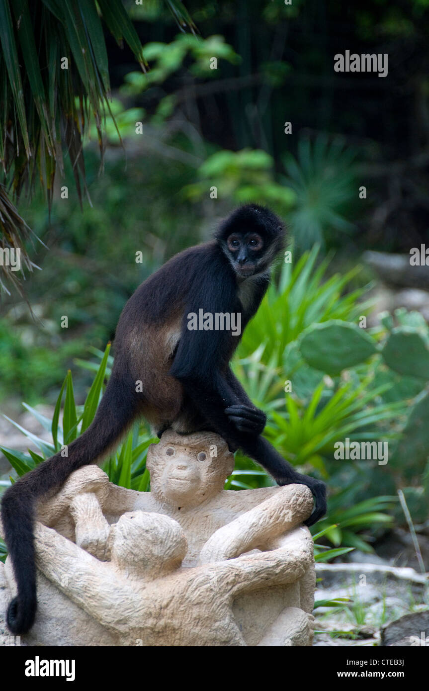A spider monkey wanders about the Xcaret Riviera Maya jungle Stock ...