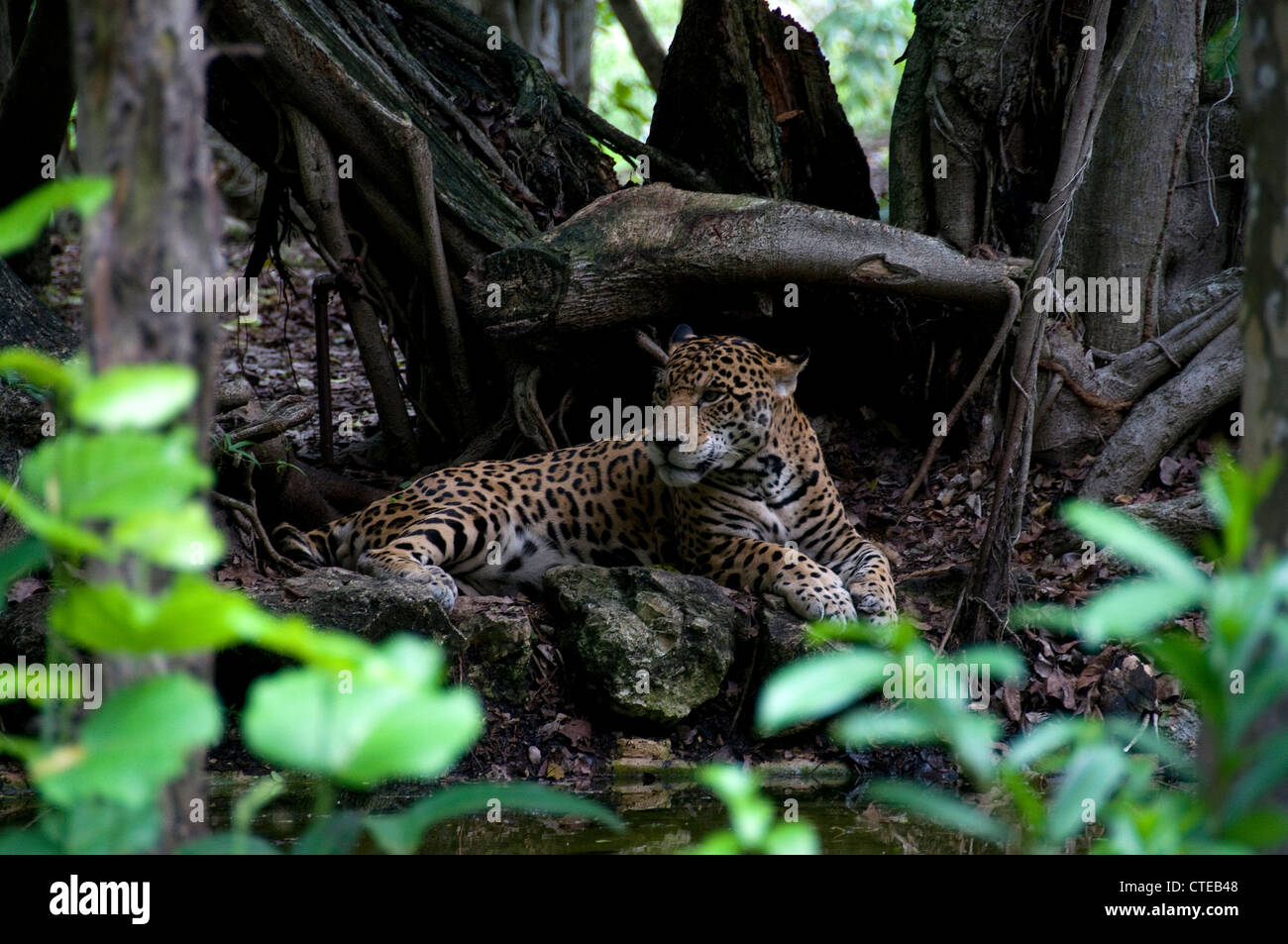 A spotted jaguar lies in the shade on a hot jungle day. They are ...