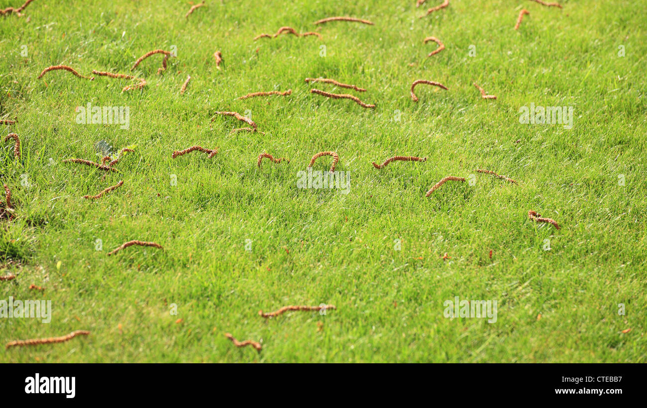 Beautiful green lawns perfectly cut for background Stock Photo - Alamy