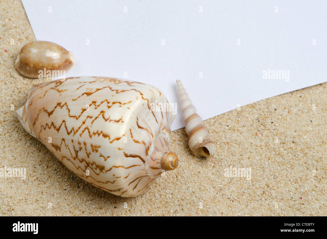 Blank paper on white beach sand with conchs shells background Stock ...