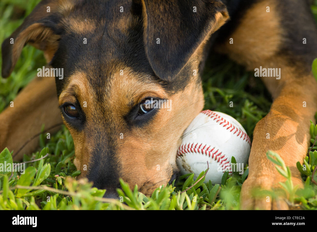 Baseball dog hi-res stock photography and images - Alamy