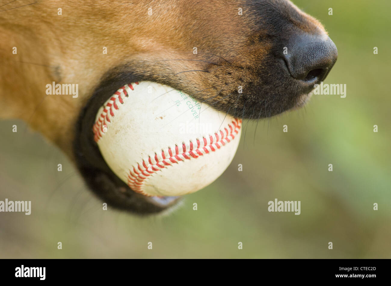 Baseball dog hi-res stock photography and images - Alamy