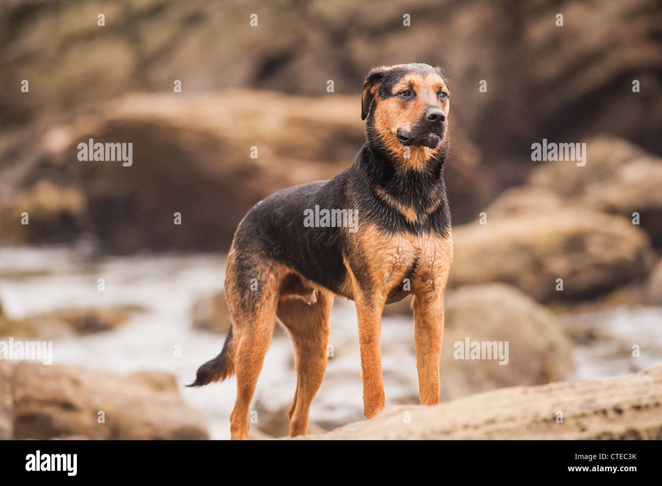 Wet boxer dog hi-res stock photography and images - Alamy
