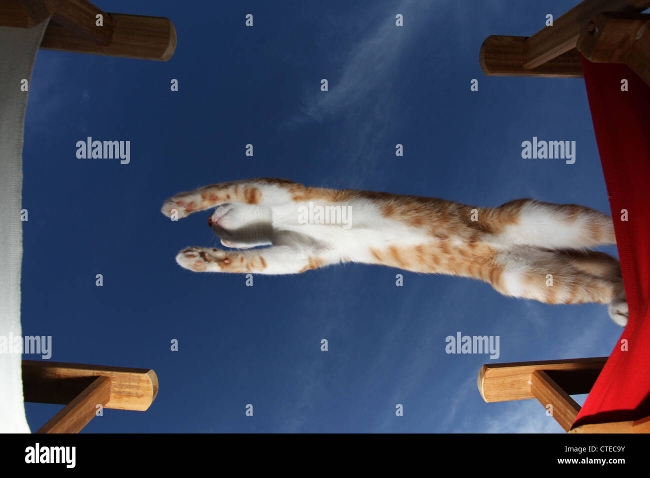 A ginger and white domestic cat in mid-air jumping between two chairs ...