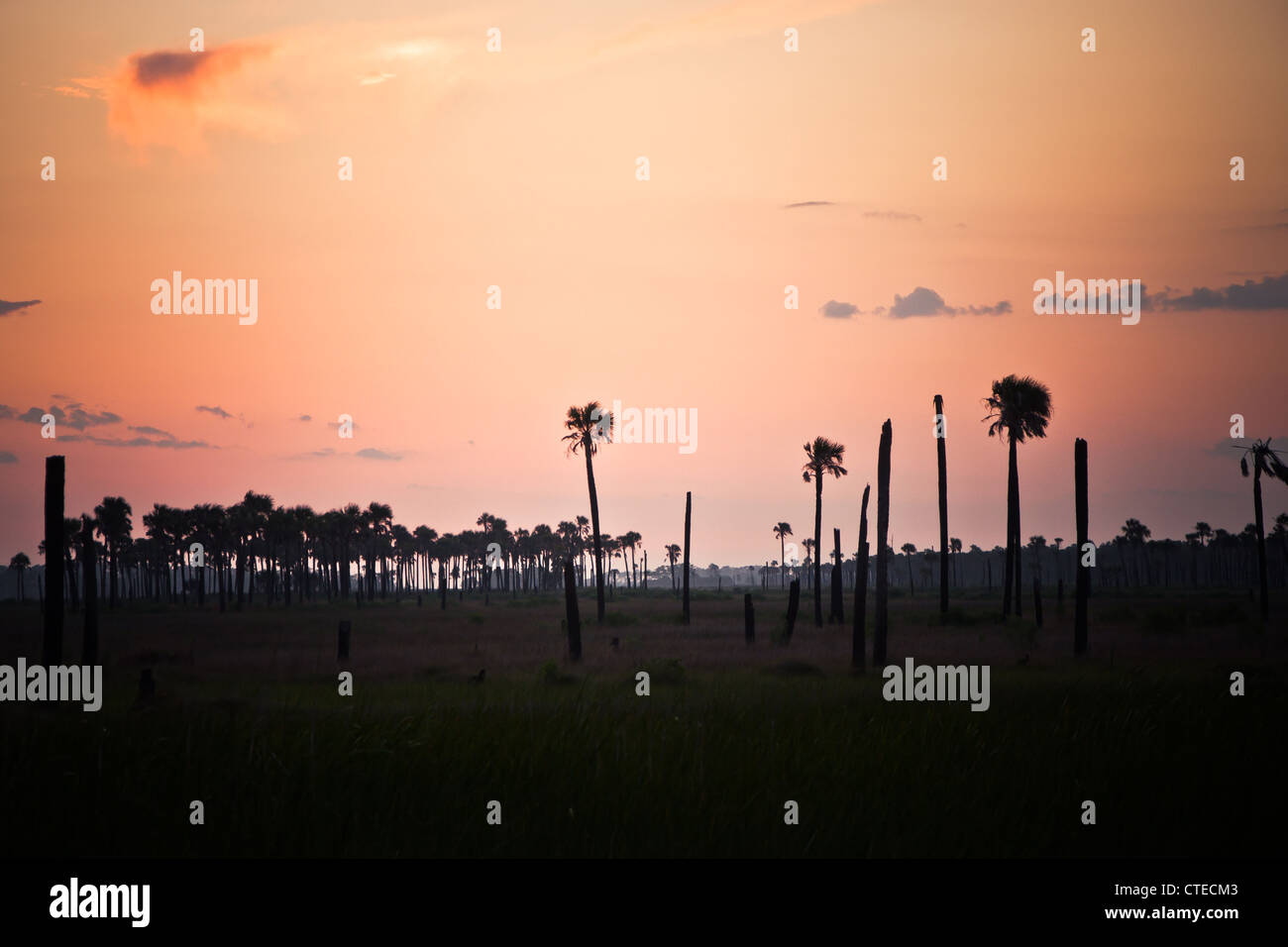 Florida scenery hi-res stock photography and images - Alamy