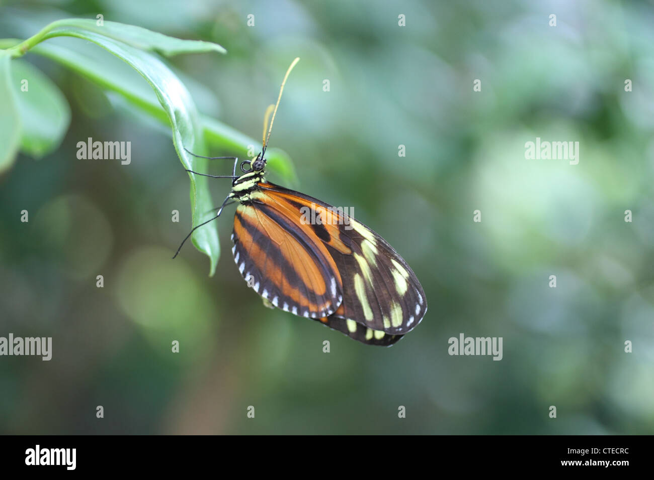 Small postman butterfly hi-res stock photography and images - Alamy
