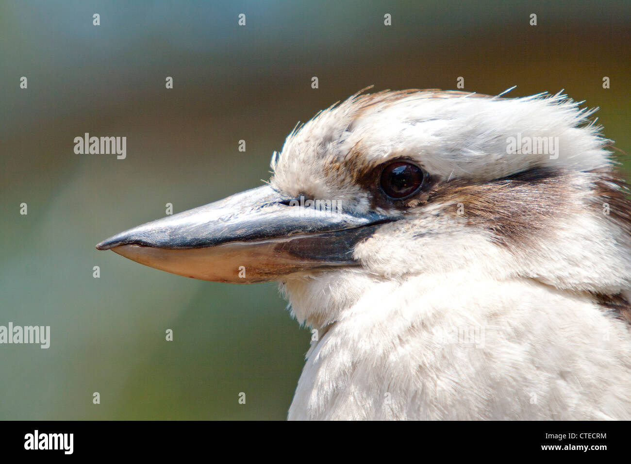 Blue-winged kookaburra (Dacelo leachii), Australia Stock Photo - Alamy