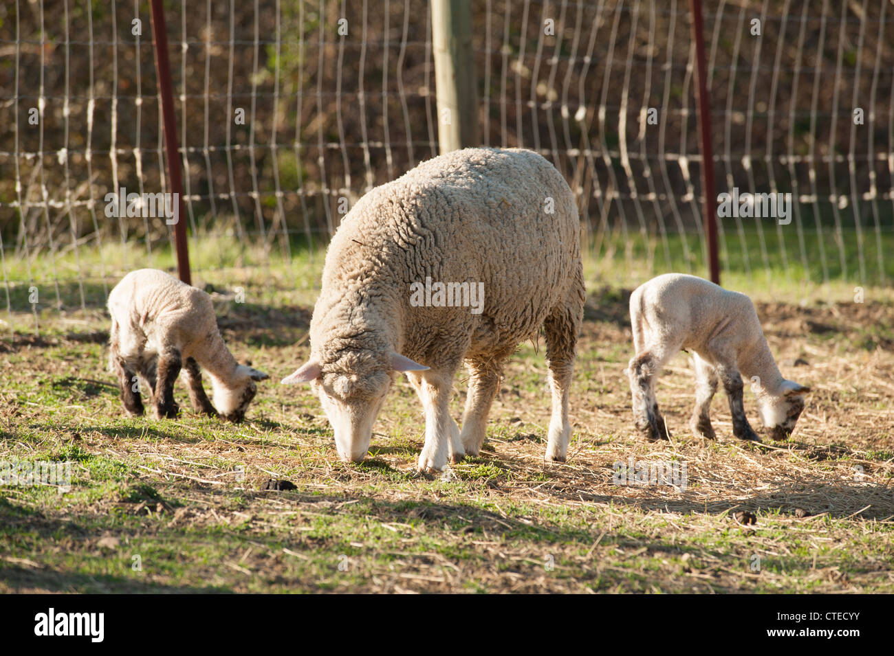 Lambs pasture hi-res stock photography and images - Alamy