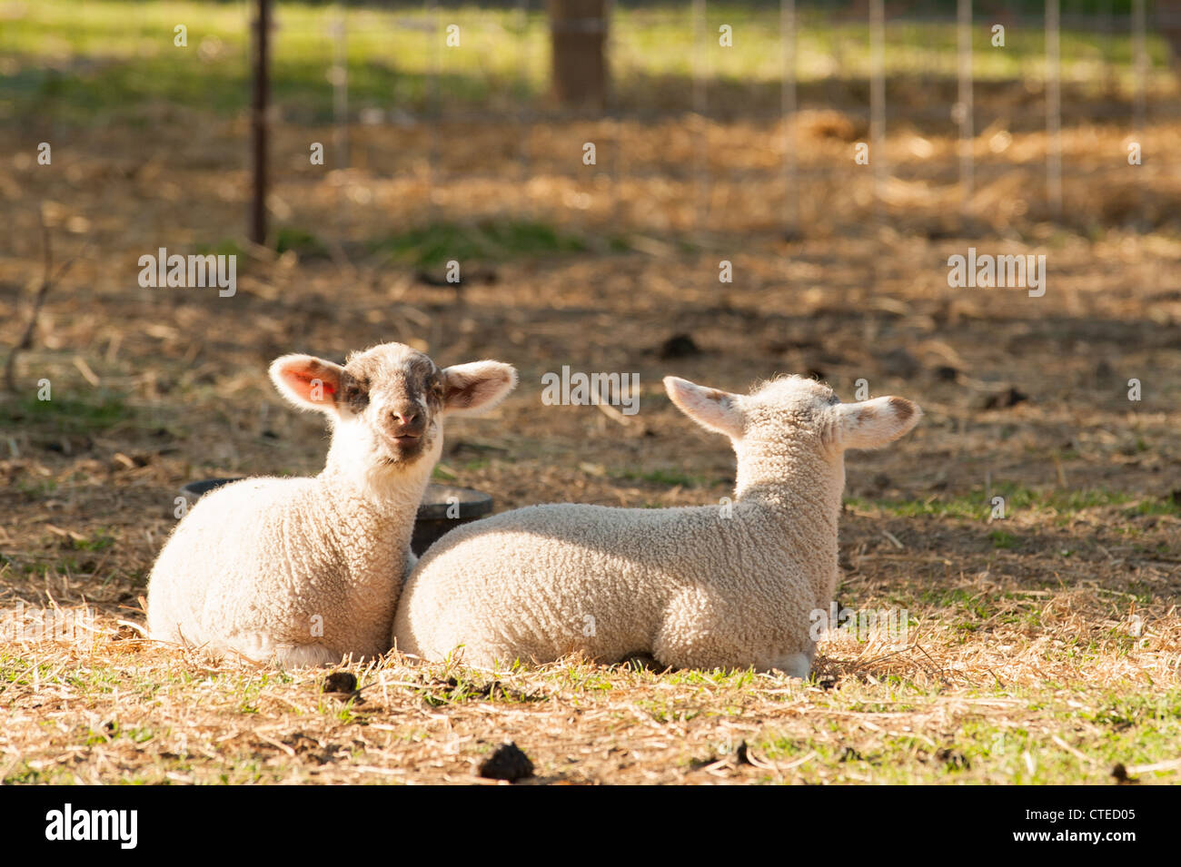 Two lambs resting in pasture Stock Photo - Alamy