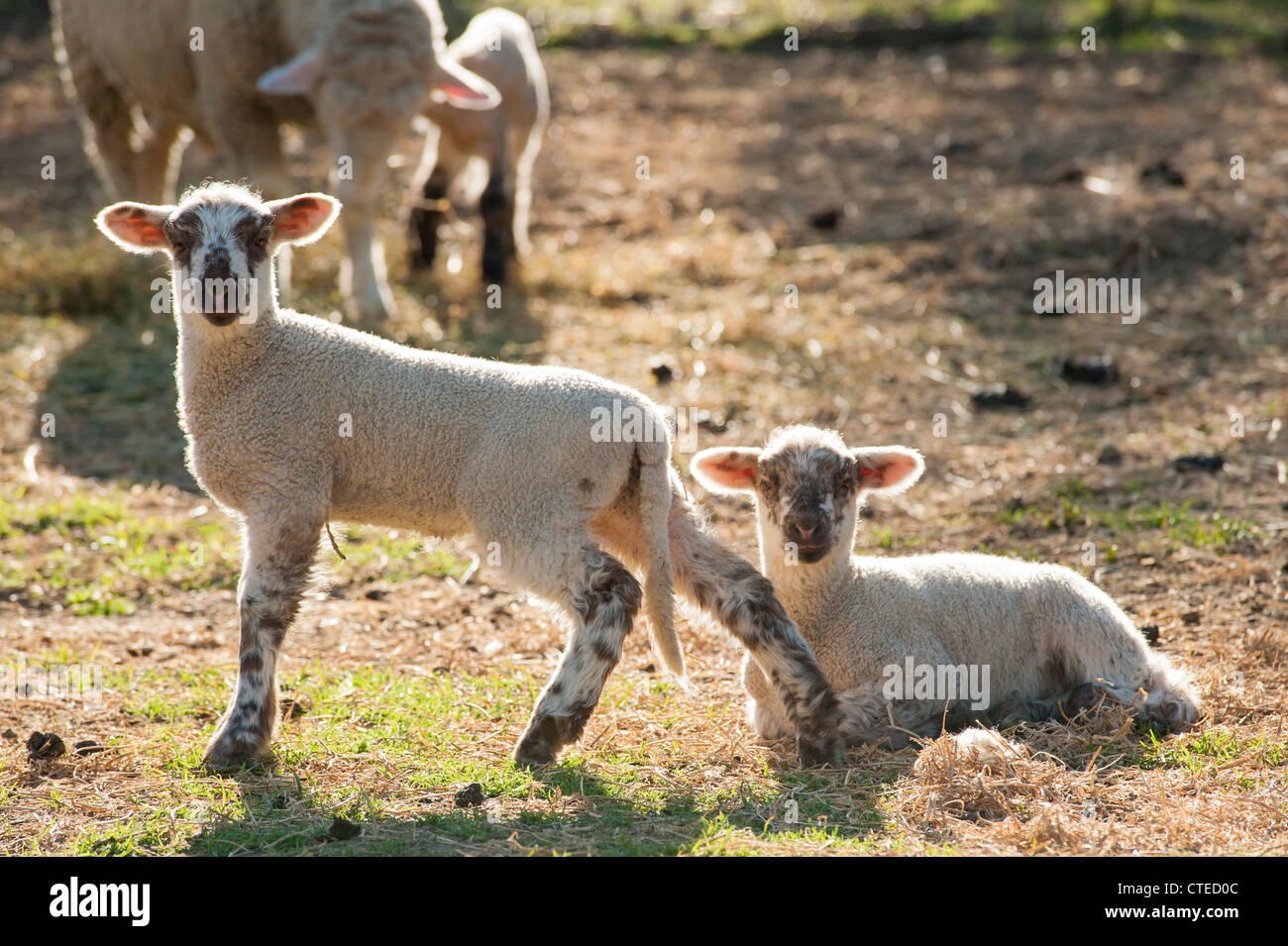 Lambs grazing and resting in pasture Stock Photo - Alamy