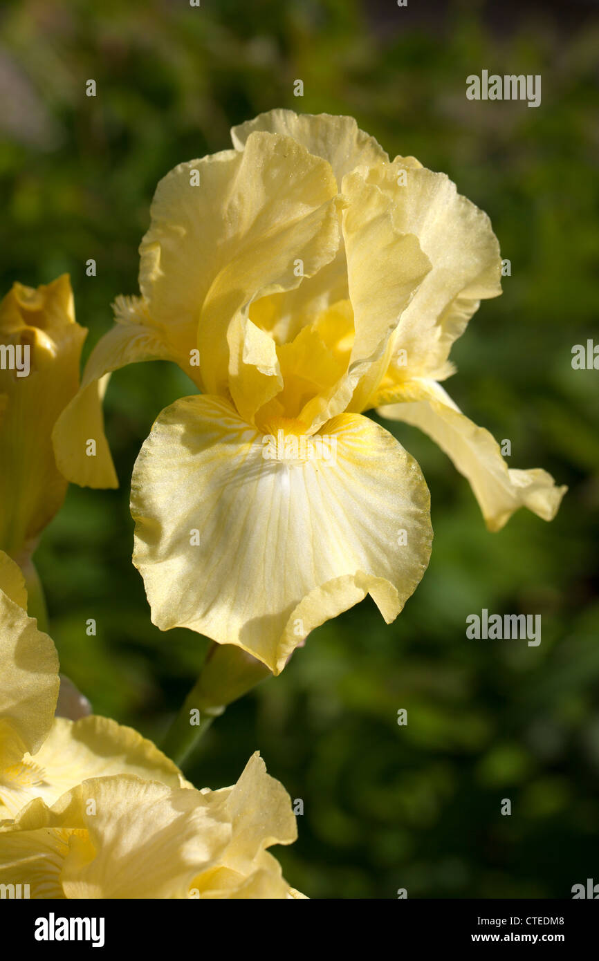 'Maui Moonlight' Intermediate Bearded Iris, Skäggiris (Iris germanica ...