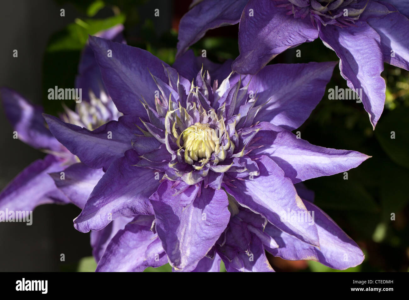 Clematis multi blue hi-res stock photography and images - Alamy