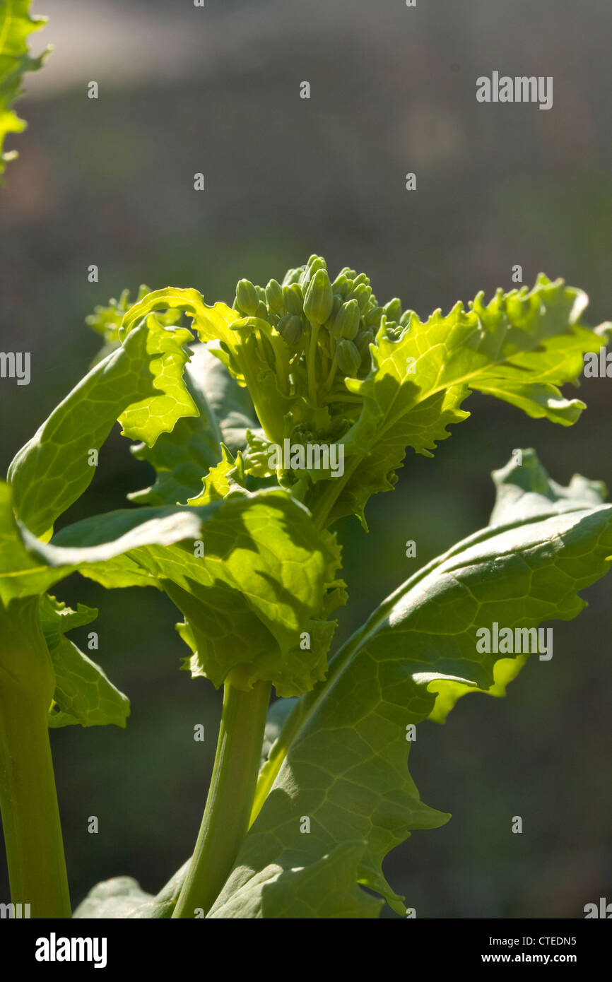 Sprouting broccoli garden hi-res stock photography and images - Alamy