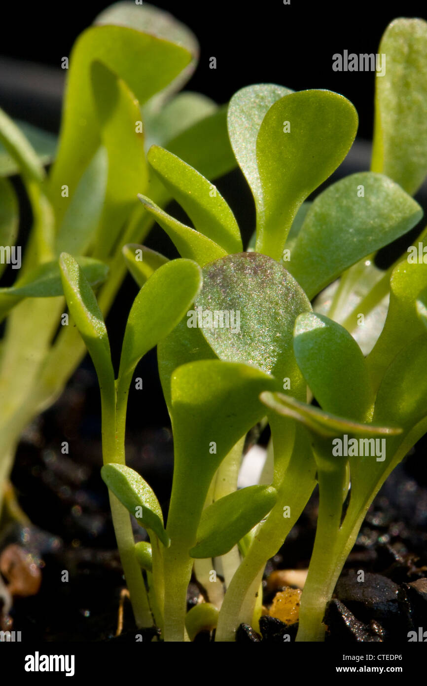 Lettuce life begins from seed Stock Photo - Alamy