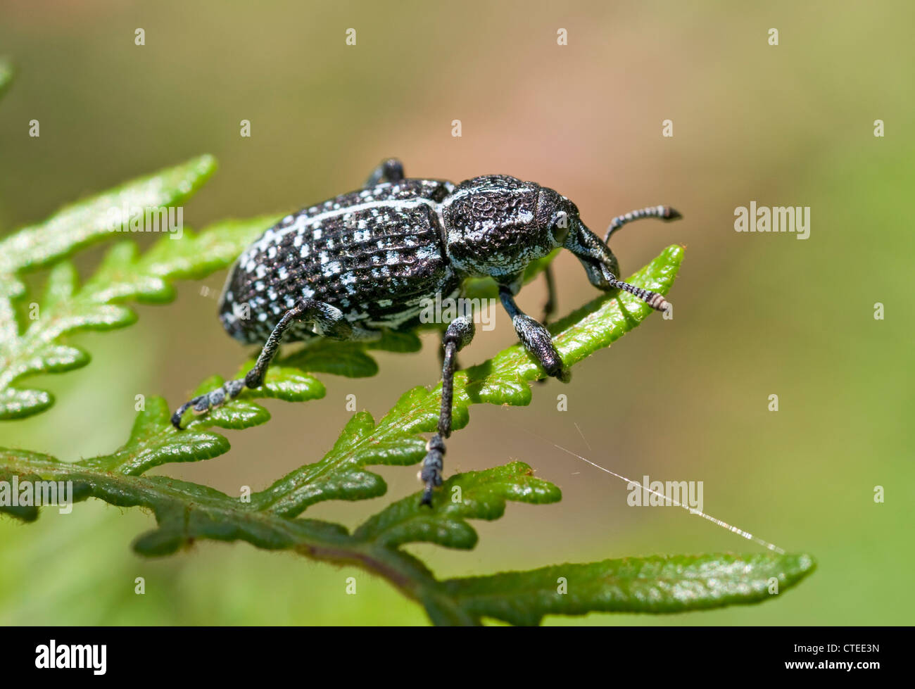 Botany bay weevil hi-res stock photography and images - Alamy